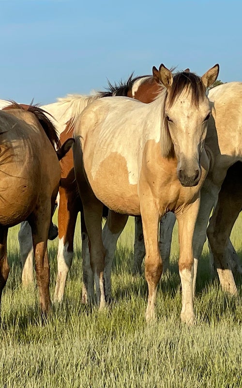 The Last Ride of Legend, a Pony Who Lived Up to His Name