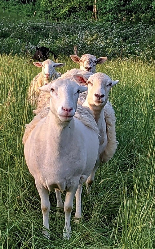 My Chances of Being a Mom Were Fading. Then Two Beautiful Lambs Came ...