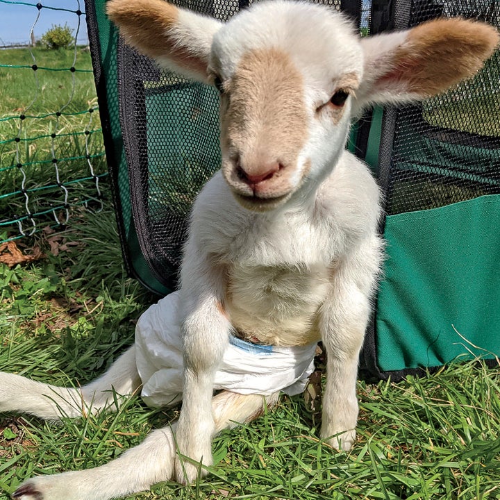 My Chances of Being a Mom Were Fading. Then Two Beautiful Lambs Came ...