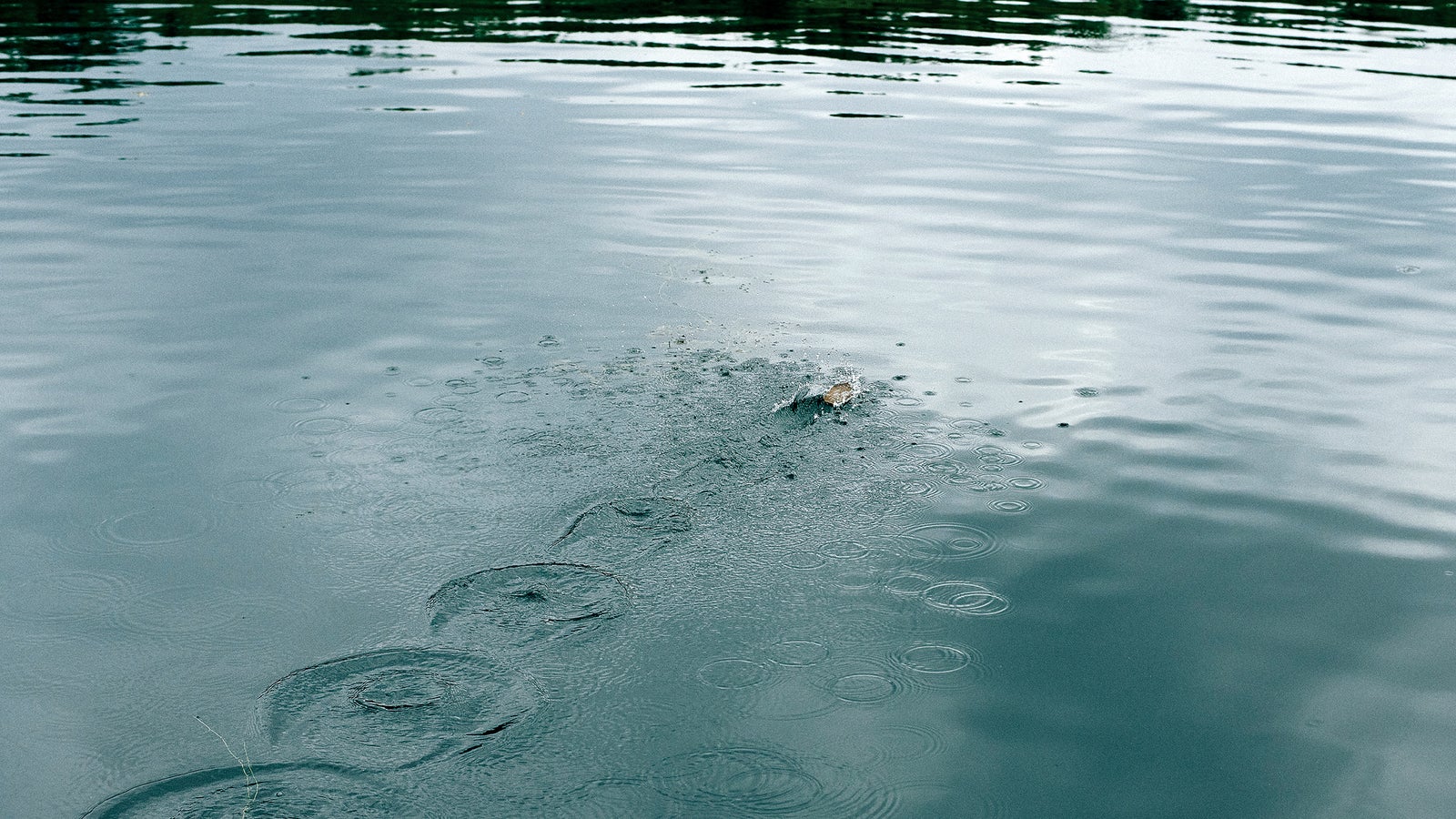 Stone Skipping Is a Lost Art. Kurt Steiner Wants the World to Find It.
