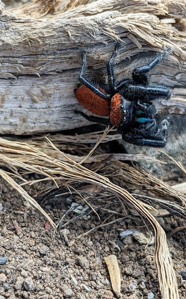 I Have a Confession: I'm Obsessed with Spiders