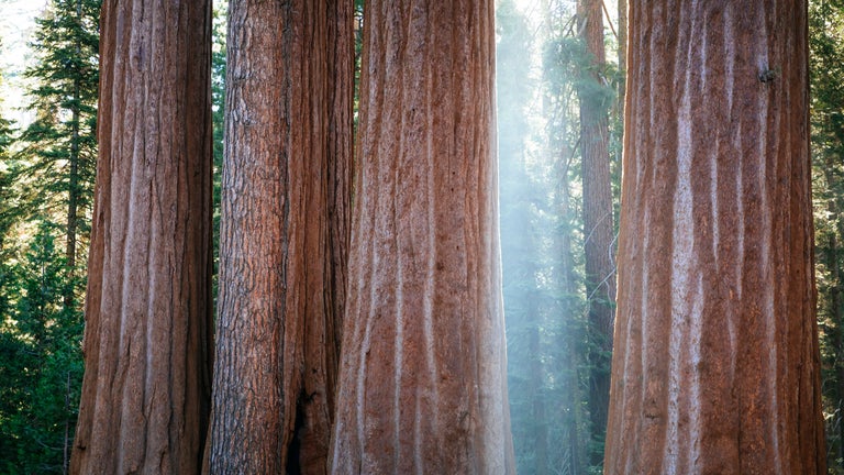 Guide to Sequoia & Kings Canyon National Parks - Outside Online
