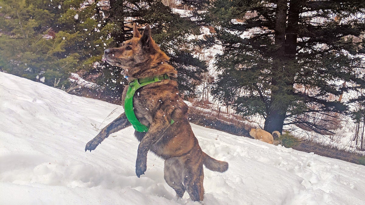 My Dog Just Turned 10. Here Are the 10 Most Important Lessons He’s ...