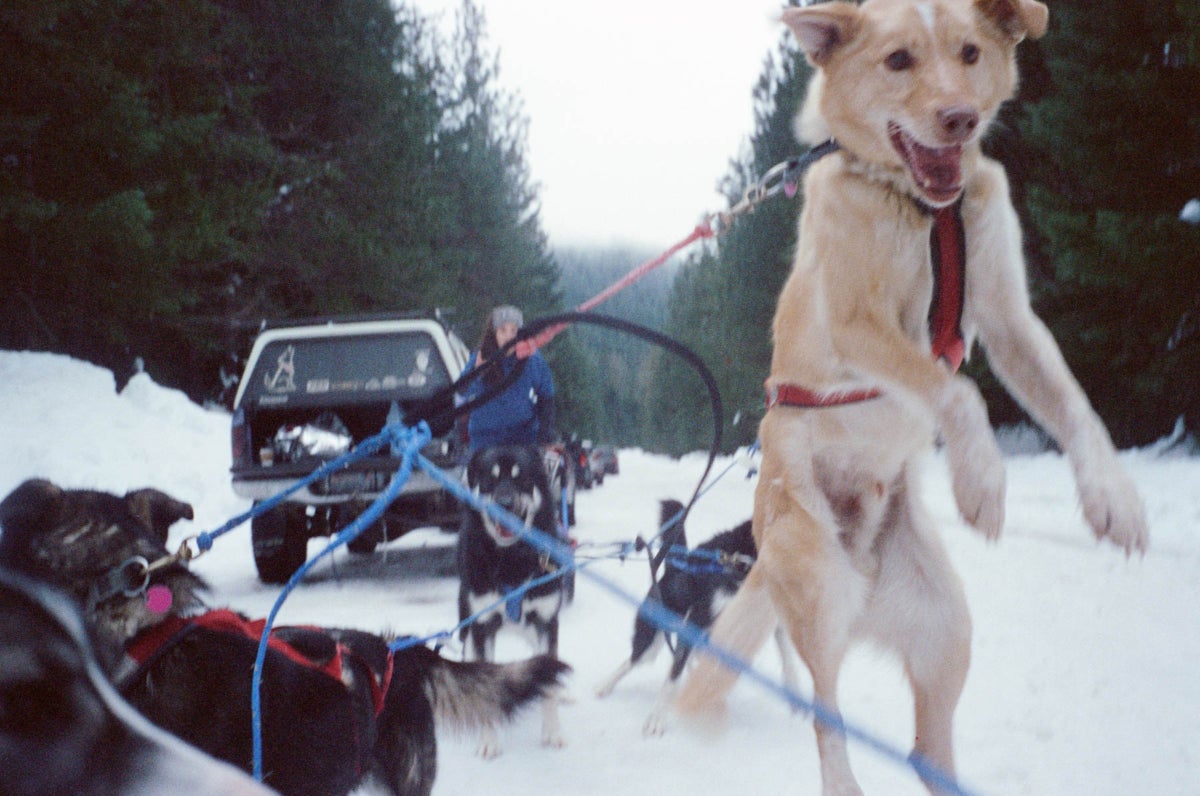 Meet the Women Mushers Devoting Their Lives to Dogsledding
