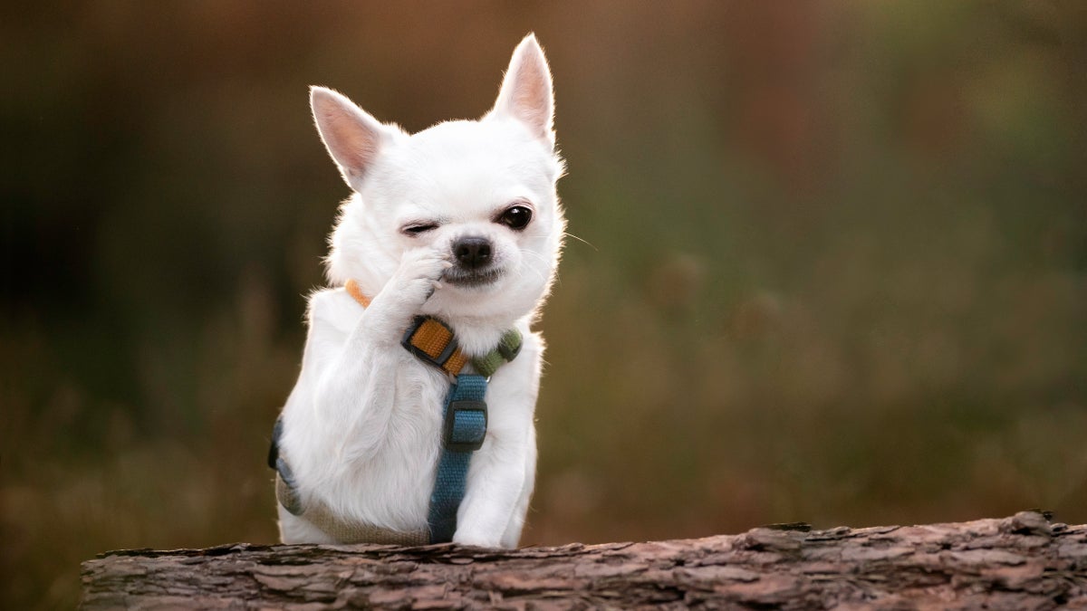 You Don't Have a Clue What Your Dog Is Feeling