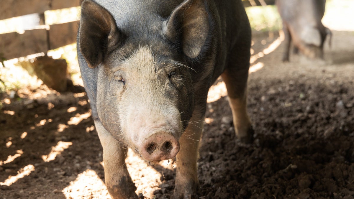 A Vegetarian Runner’s Quest to Become a Meat Eater