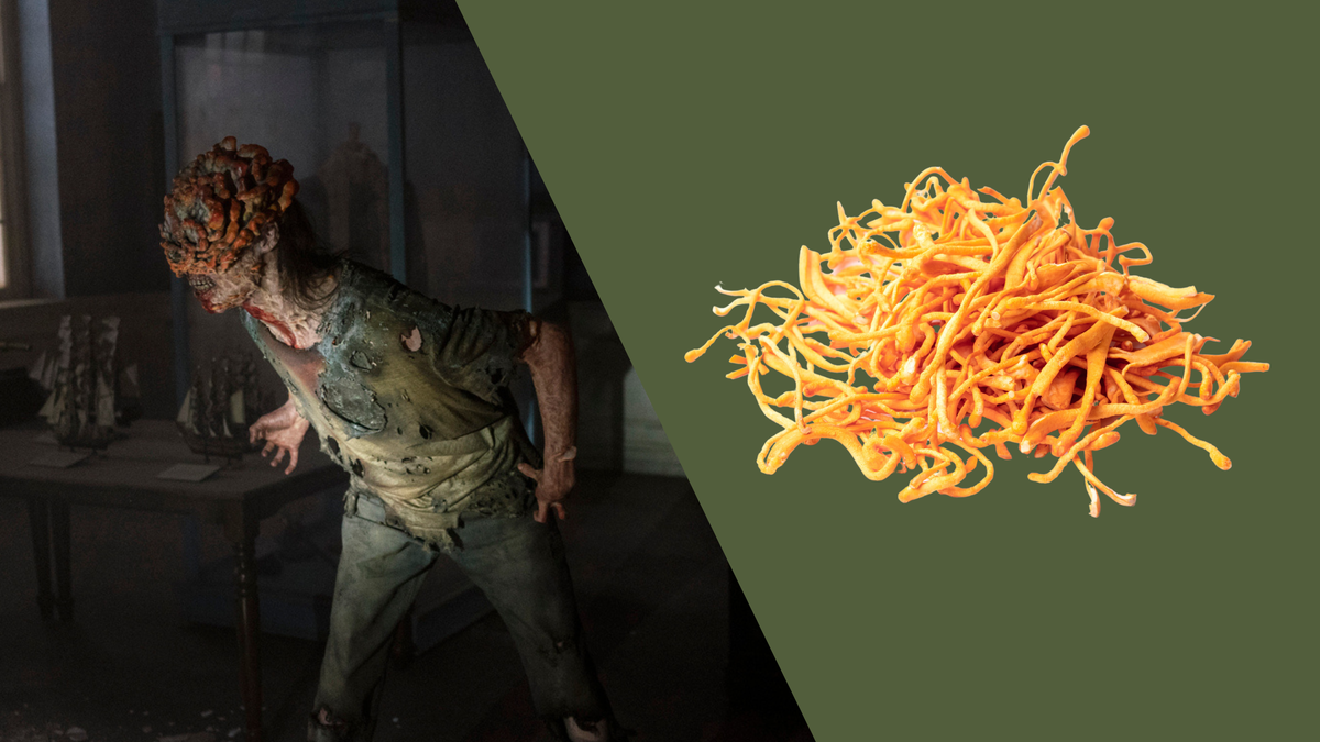 The Zombie Fungus From The ‘Last of Us’ Is Real, Delicious and May Help ...