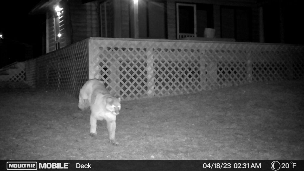 Living Alongside Predators: 4 Lessons Learned - Outside Online