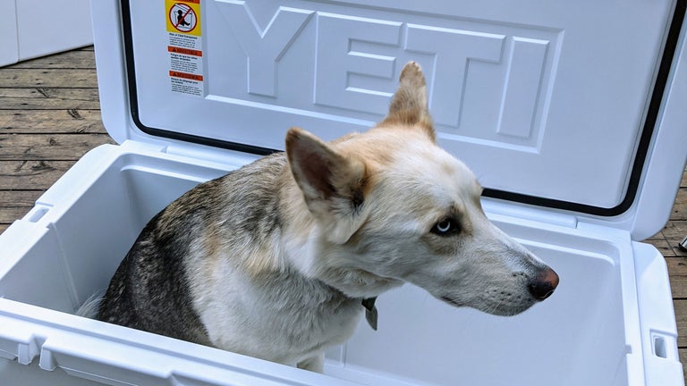 Can Dogs Get High? Yep. Plus, 9 More Pup Disasters - Outside Online