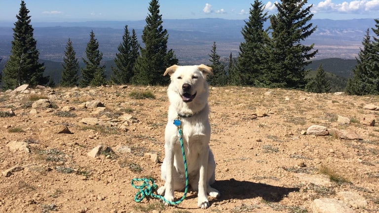 Can Dogs Get High? Yep. Plus, 9 More Pup Disasters - Outside Online