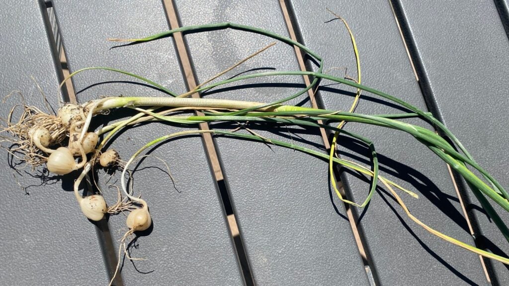 Discovering Wild Garlic in My Backyard and How to Cook It