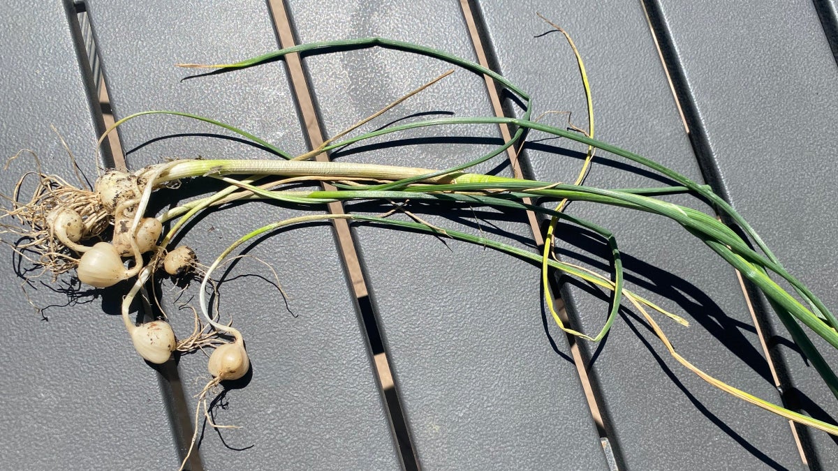 Discovering Wild Garlic in My Backyard and How to Cook It