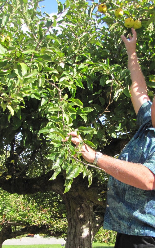 On the Hunt for America’s Forgotten Apples