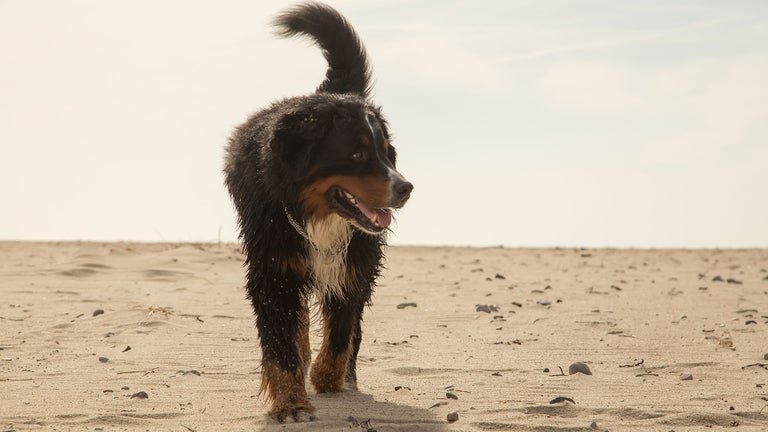 Can Dogs Get High? Yep. Plus, 9 More Pup Disasters - Outside Online