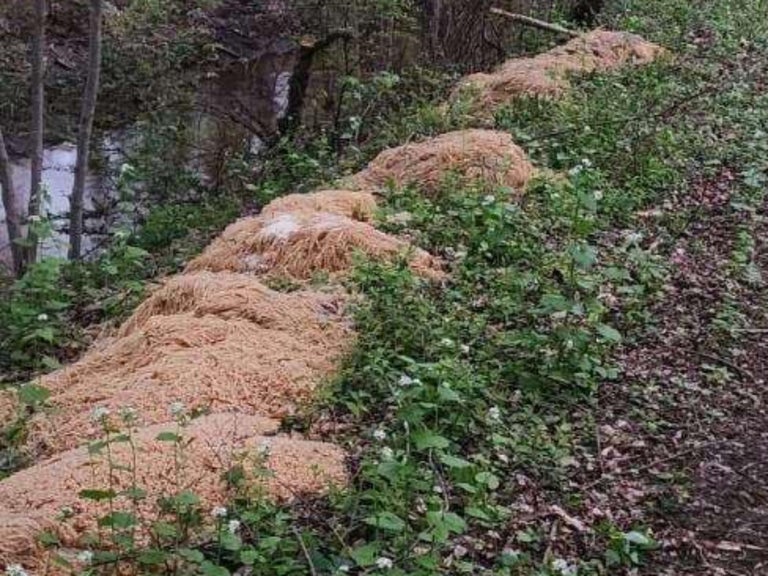 A Saucy Mystery: 500 Pounds of Pasta Dumped in New Jersey Woods