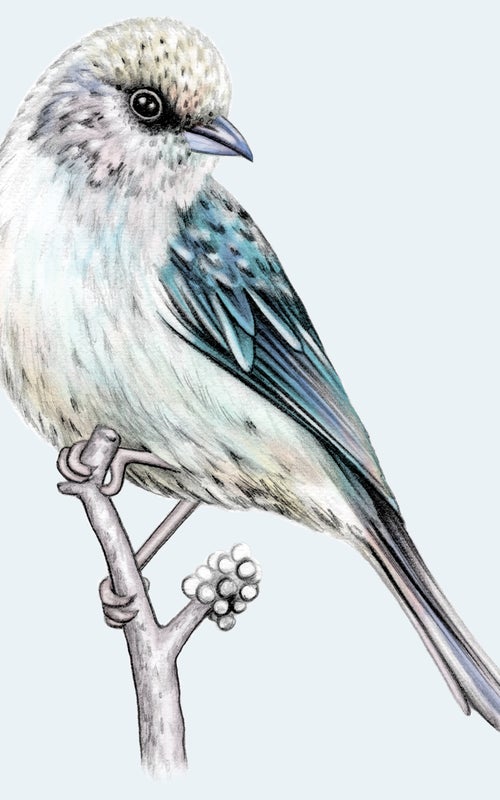 What It Takes to See 10,000 Bird Species