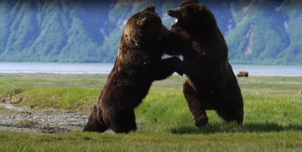Alaskan Grizzly Bears Fight - Outside Online