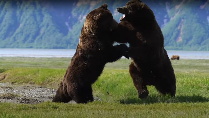 Alaskan Grizzly Bears Fight - Outside Online