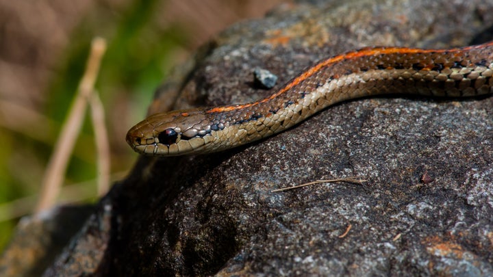 My Friend’s Fear of Snakes Seems Silly to Me. Can I Help Him Get Over It?