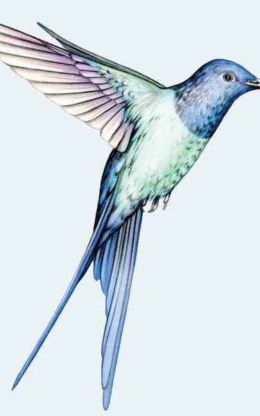 What It Takes to See 10,000 Bird Species