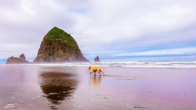 The 11 Most Dog-Friendly Beaches in the U.S.