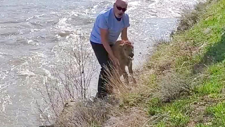 Yellowstone Visitors Keep Doing Dumb Stuff Around Wildlife
