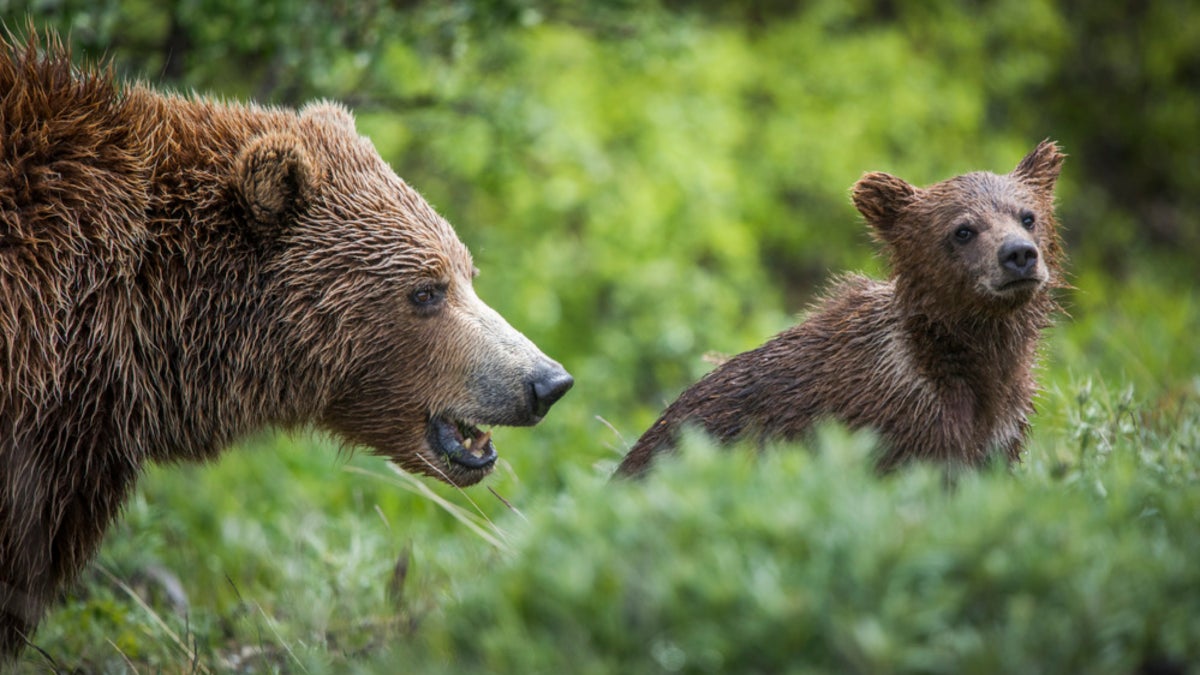 Grizzly Bear Cub Killed in Crash North of Yellowstone National Park