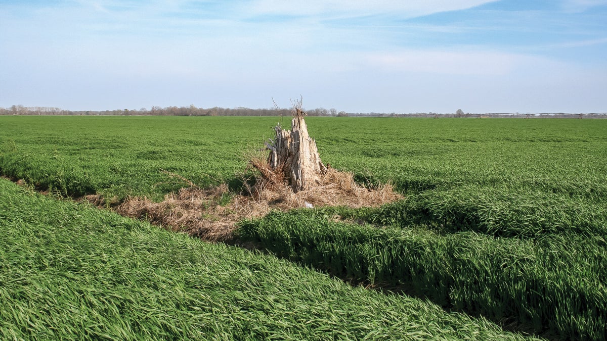 Mississippi Delta: Returning Home to Its Haunted Past