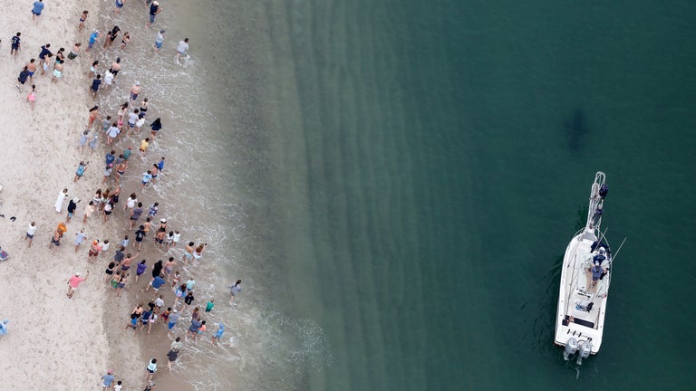 Cape Cod’s White Shark Population Is Big. Really Big.