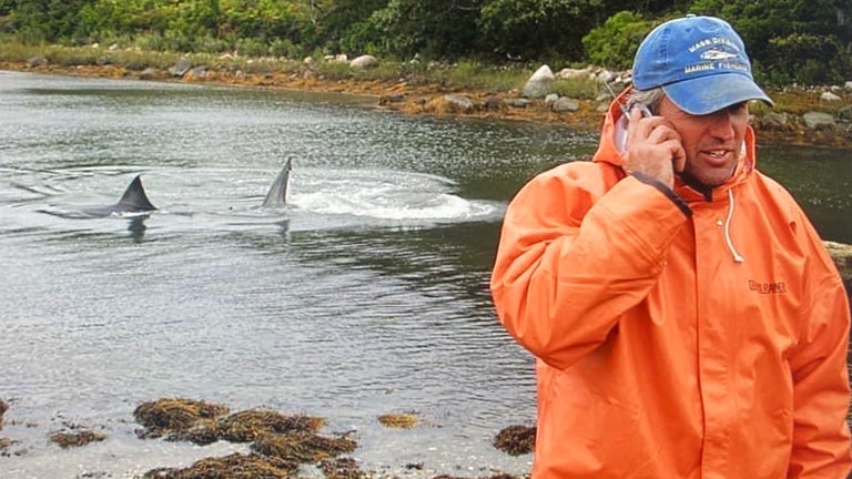 Cape Cod’s White Shark Population Is Big. Really Big.