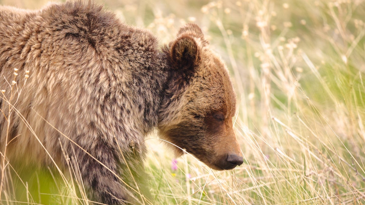 A Woman Was Attacked and Killed by a Grizzly Bear near Yellowstone