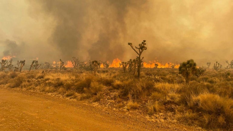 York Fire Threatens to Destroy Nevada’s Largest Joshua Tree