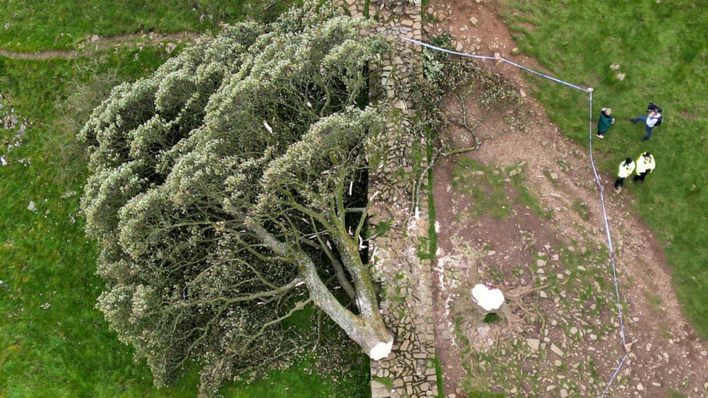 A Vandal Downed a Famous Tree in Britain. Now Thousands Mourn It.