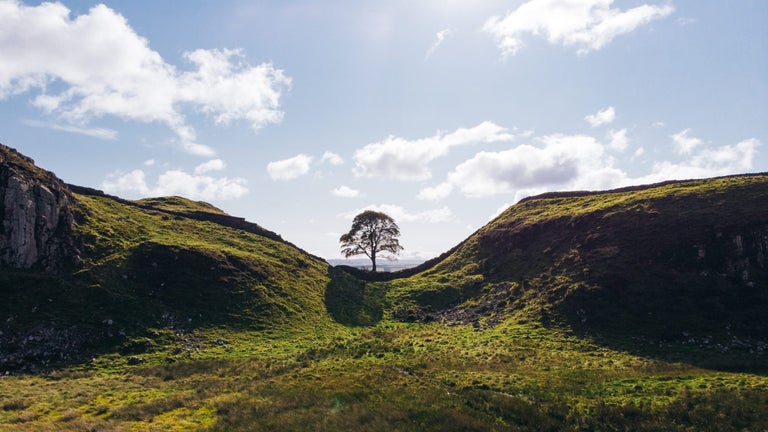 A Vandal Downed a Famous Tree in Britain. Now Thousands Mourn It.