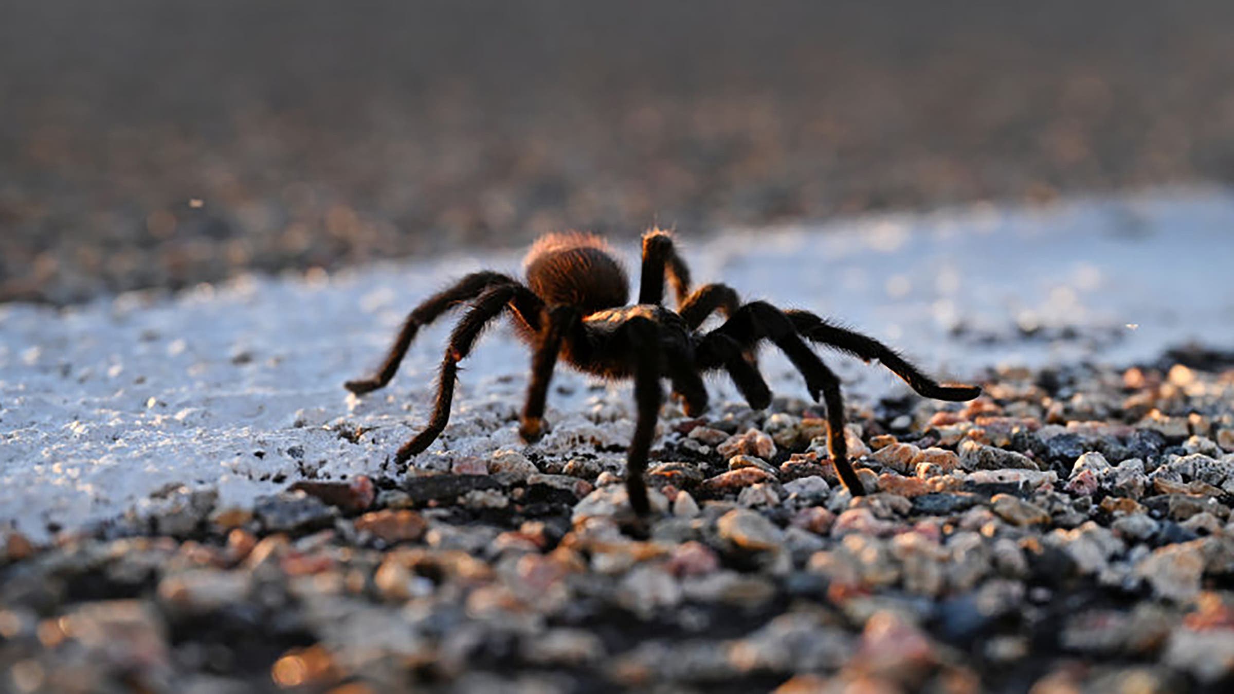 A Tarantula Caused a Traffic Accident in Death Valley