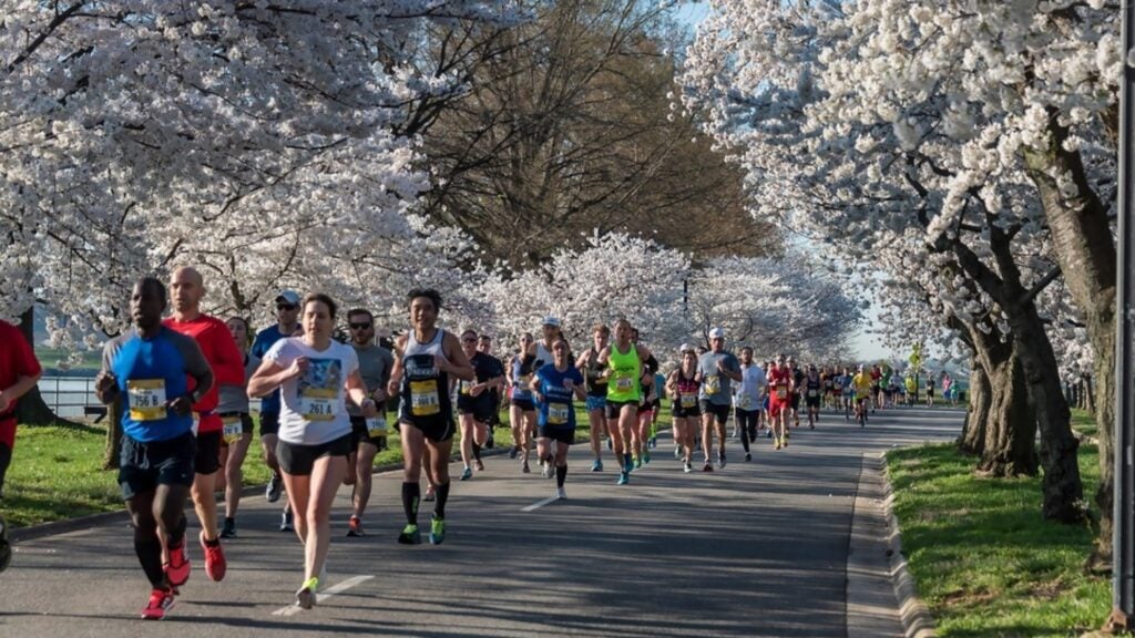 The Credit Union Cherry Blossom 10 Mile—the Runner’s Rite of Spring