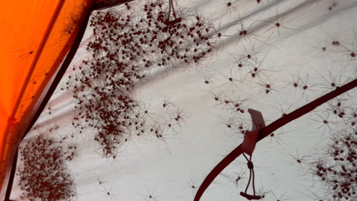 The Cool, Creepy Reason Why Hundreds of “Spiders” Surrounded a Hiker’s Tent