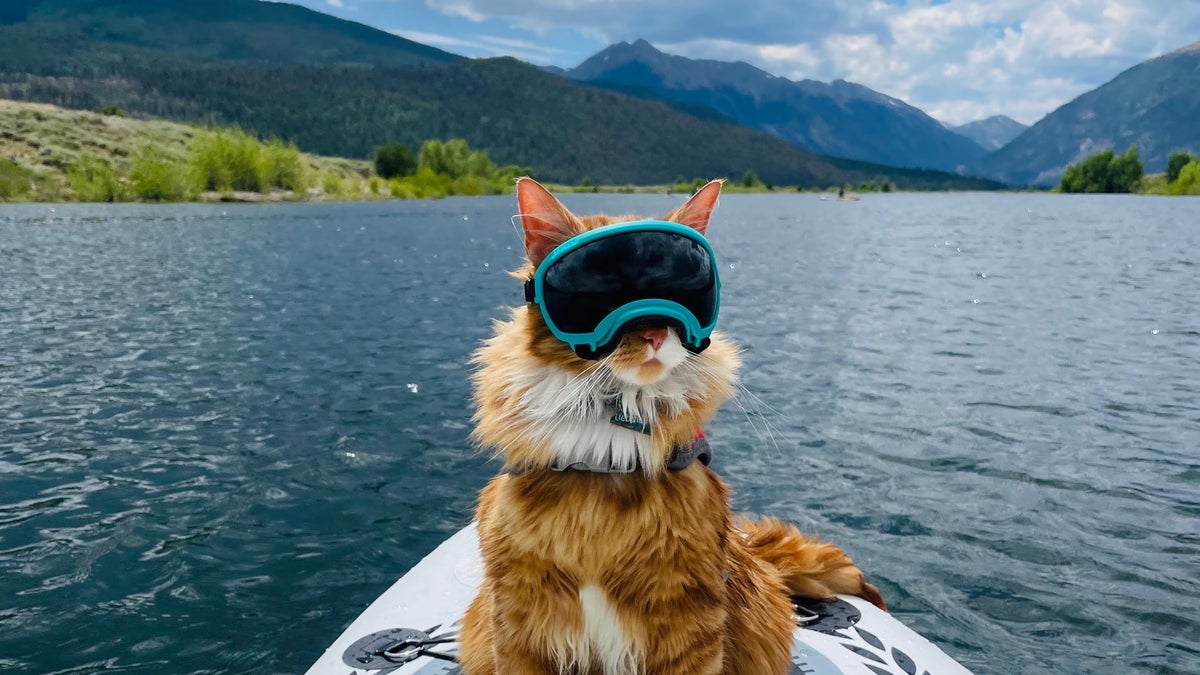 Adventure Cats: 9 Felines That Kick Ass in the Backcountry