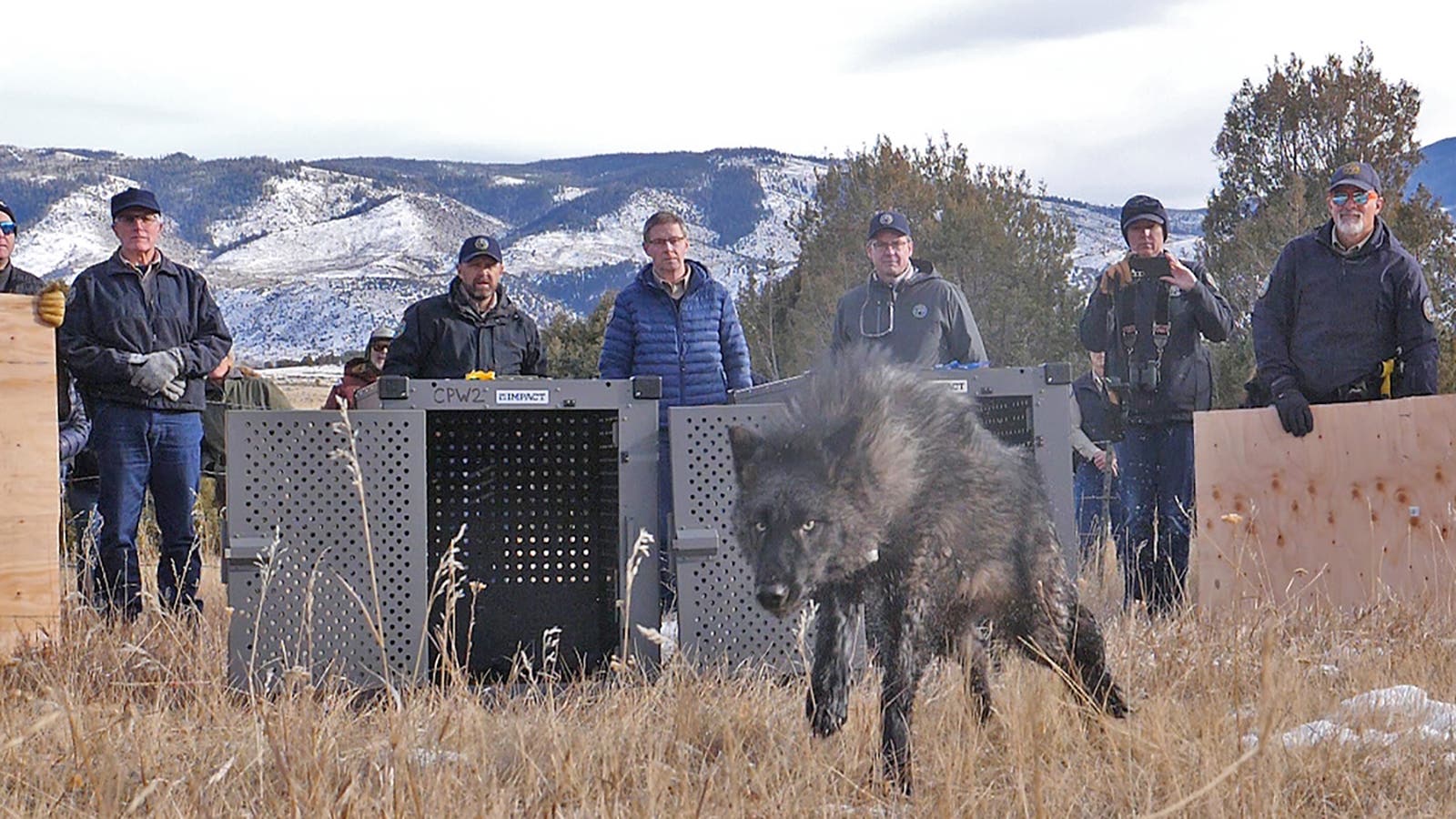 Wild Wolves Return to Colorado with Fanfare and Fierce Opposition