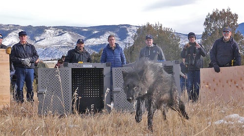Wolves Make a Controversial Return to Colorado