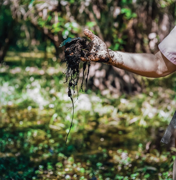 Bored of Hiking Trails? Try Slough Slogging Through a Swamp.
