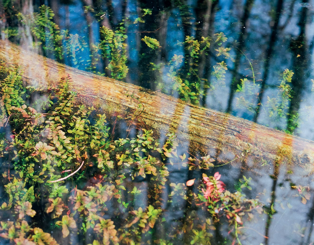 Bored of Hiking Trails? Try Slough Slogging Through a Swamp.