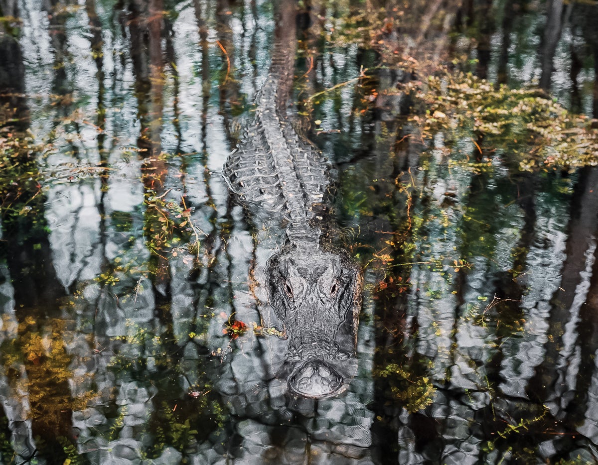 Bored of Hiking Trails? Try Slough Slogging Through a Swamp.
