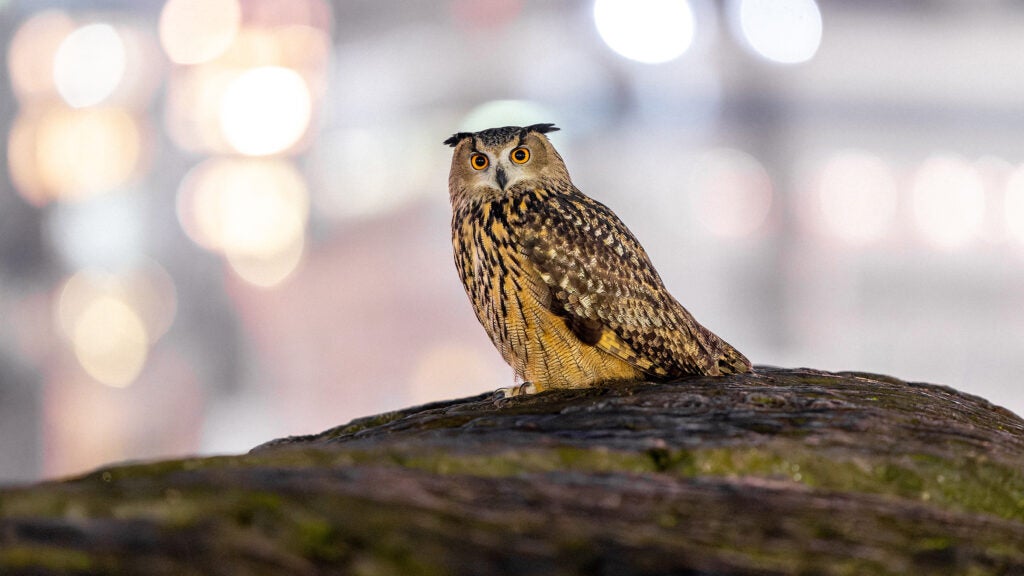 Flaco the Owl Captivated This Writer and the World. Here’s Why.