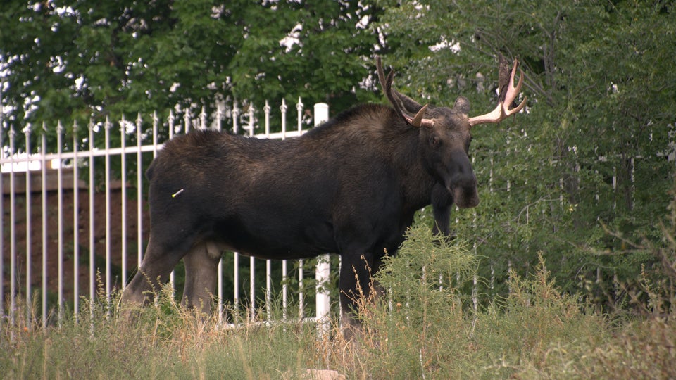 The Trouble with the Internet’s Most Famous Moose - Outside Online