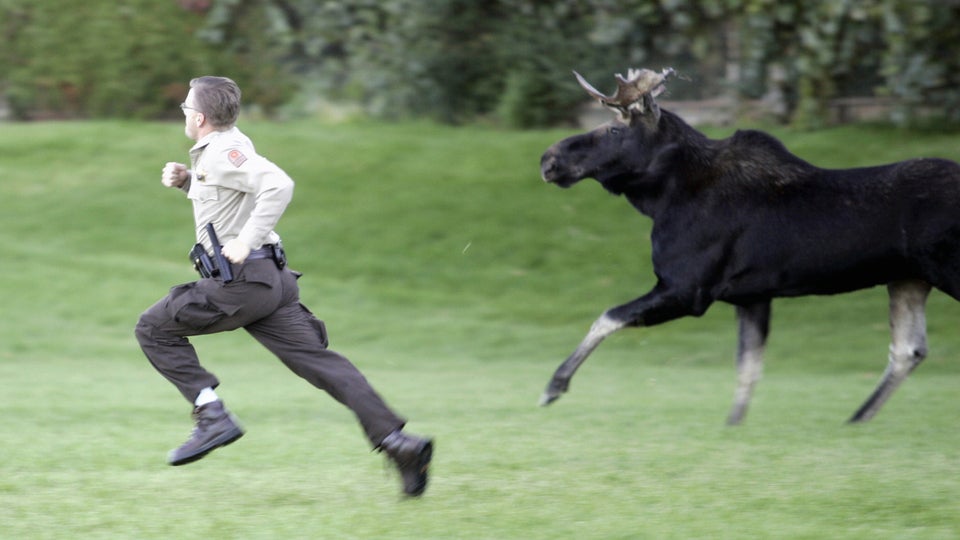 Wild Animals Taught Me to… Run! - Outside Online