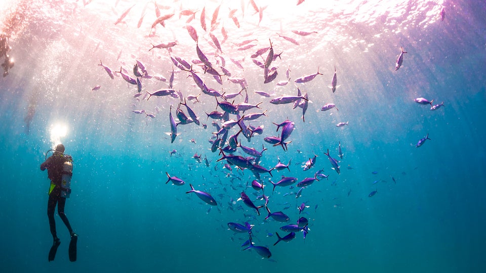 The Best Scuba Diving in the World: 12 Must-Visit Destinations