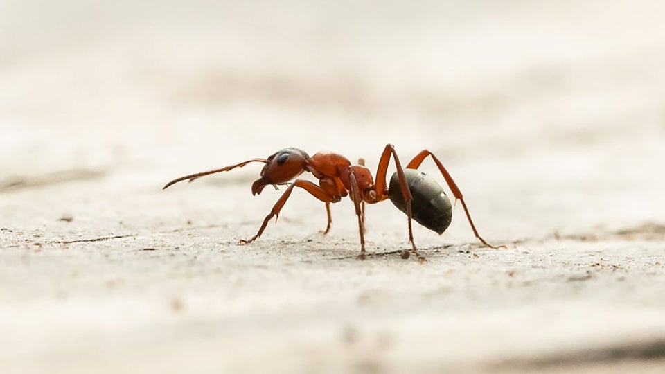 Ant Pheromones May Protect Hikers from Ticks