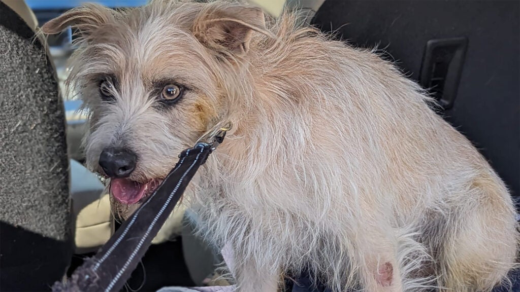 Rippy the Dog’s Survival Story is Worthy of Your Attention