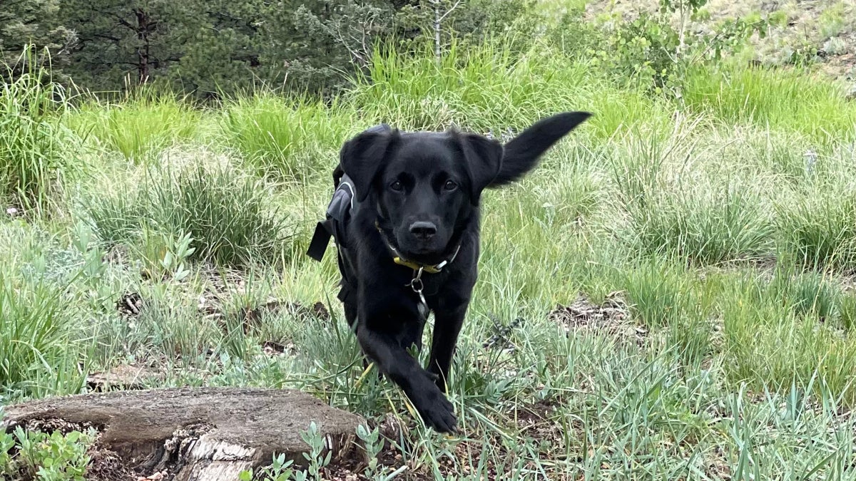 The Craziest Lost Dog Story Ever - Outside Online
